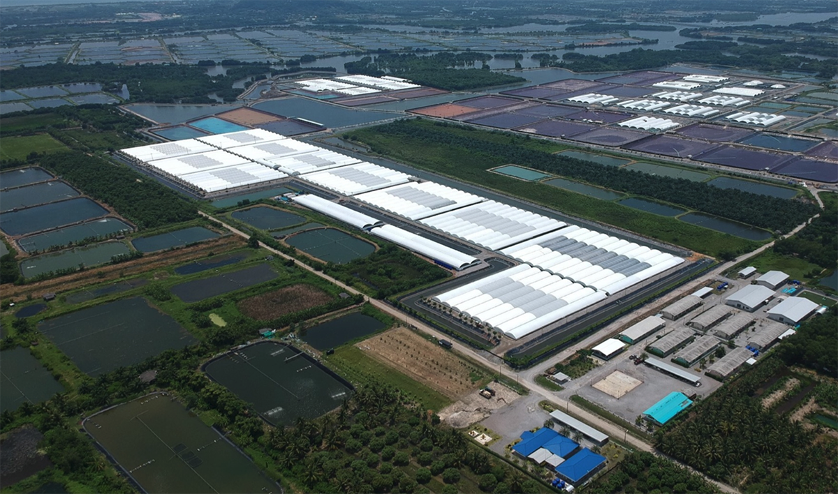 Live processing differentiates U.S. shrimp brand - Responsible Seafood ...