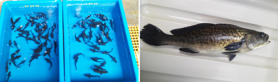 Enteritis induction by soybean meal in totoaba diets - Responsible ...