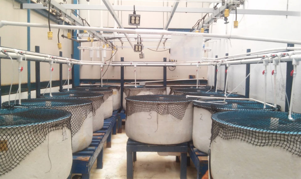 Enteritis induction by soybean meal in totoaba diets - Responsible ...