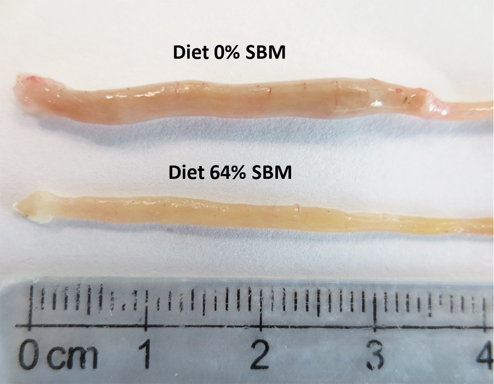 Enteritis induction by soybean meal in totoaba diets - Responsible ...