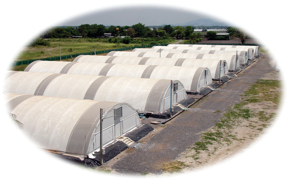 Selective breed high-efficiency seedstock boost integrated shrimp farm ...