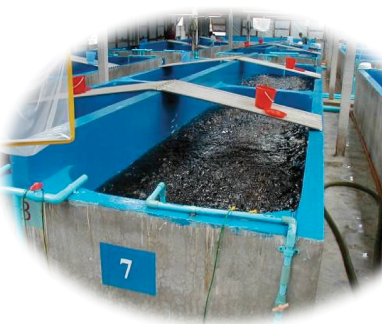 Selective breed high-efficiency seedstock boost integrated shrimp farm ...