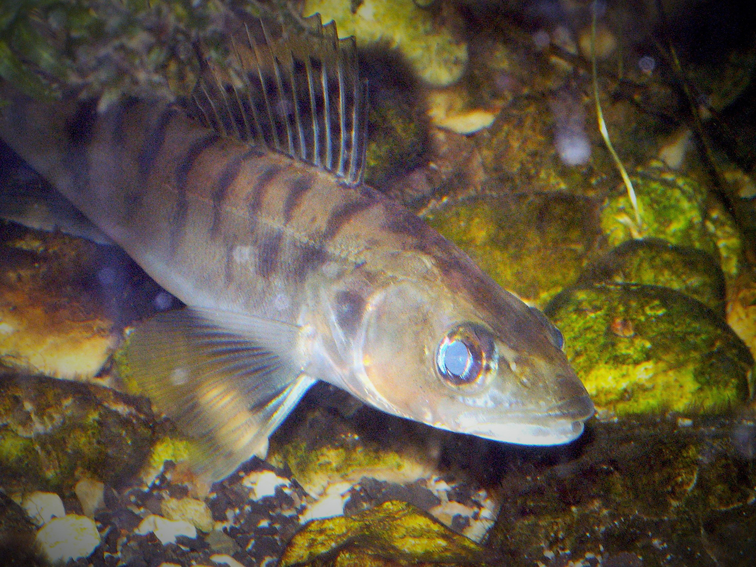 The great potential for aquaculture in southern Russia - Responsible ...