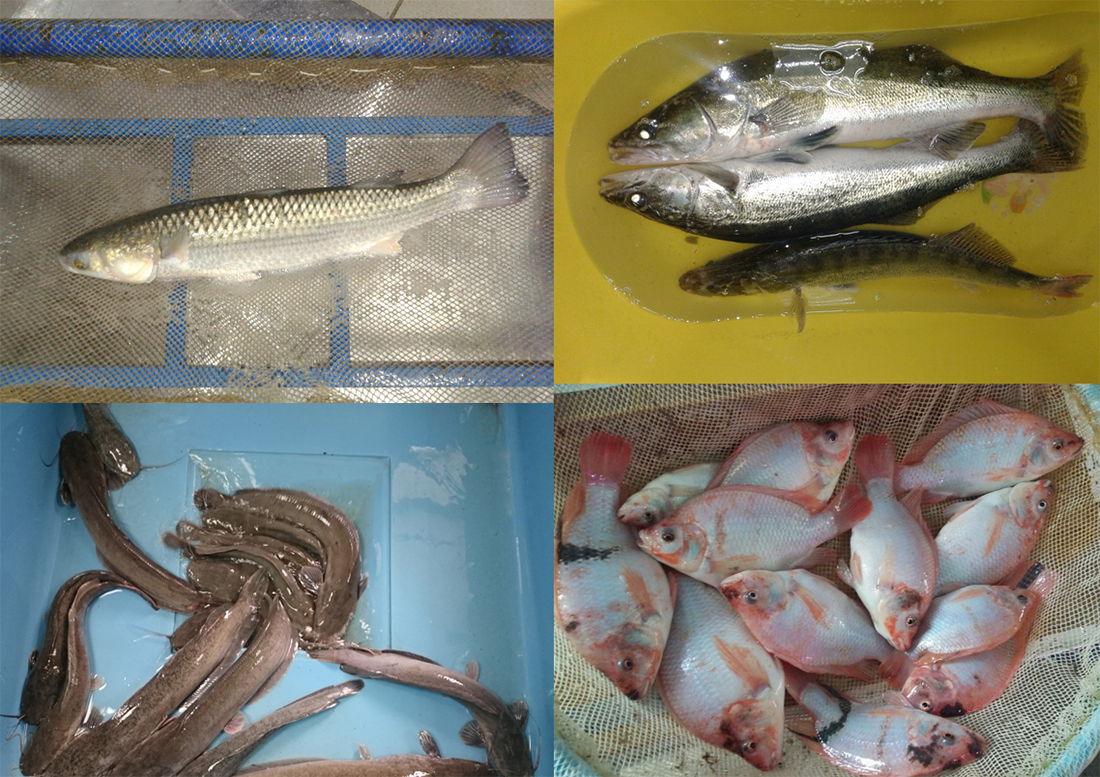 The great potential for aquaculture in southern Russia - Responsible ...