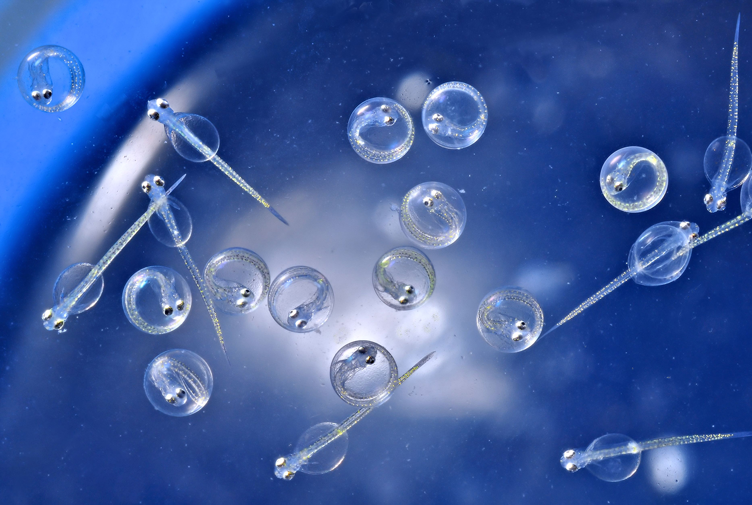 Early-stage diet innovator secures Aqua-Spark investment - Responsible ...