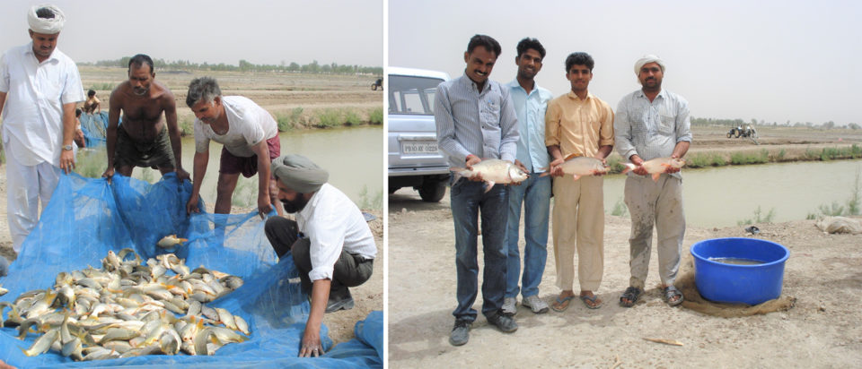 Development of inland saline-water aquaculture in Punjab, India ...