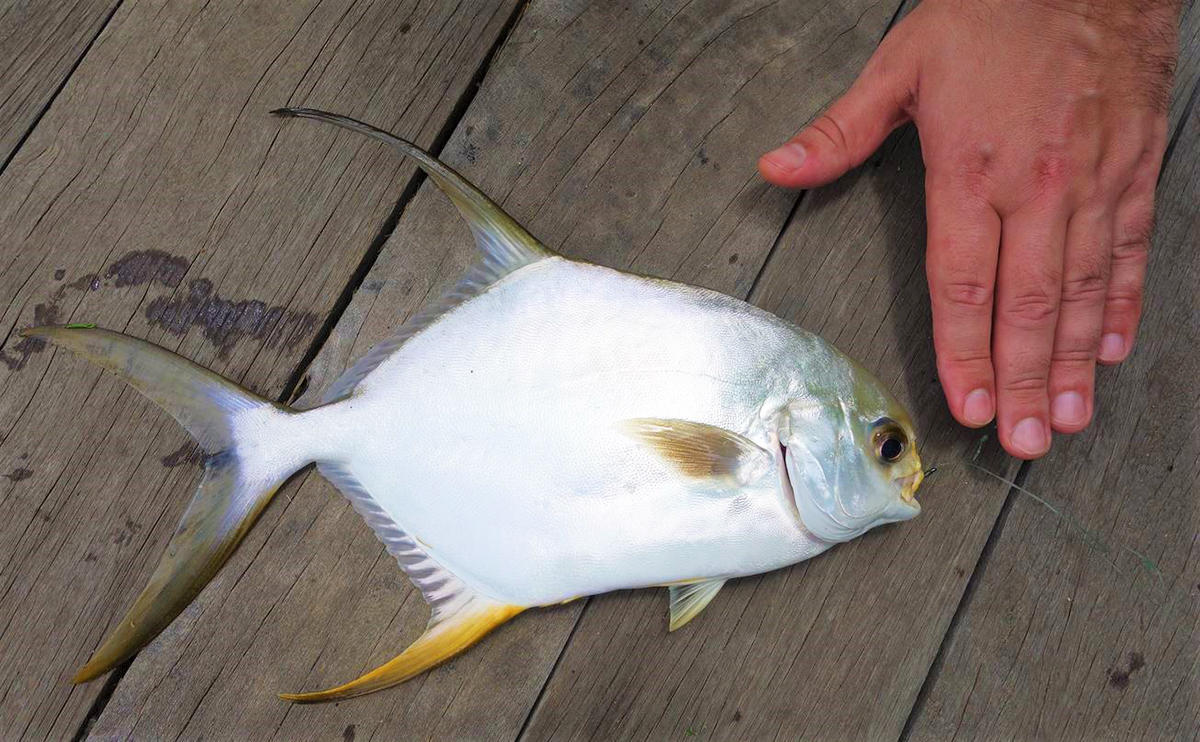Intercropping silver pompano and shrimp in India - Responsible Seafood ...