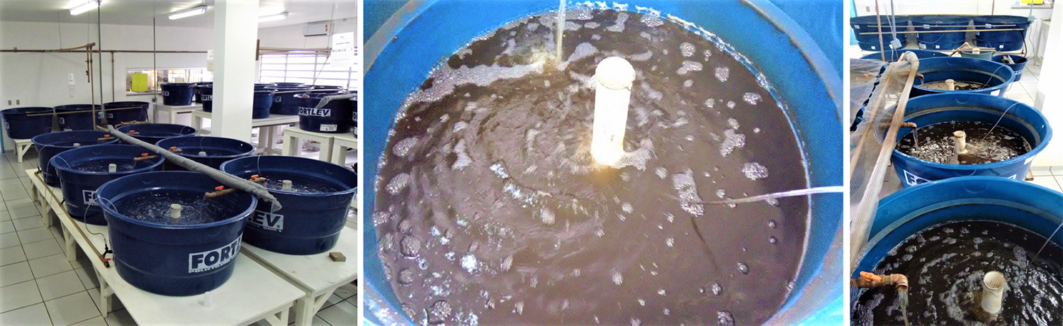 Evaluating bioﬂoc technology for the freshwater fish piracanjuba ...