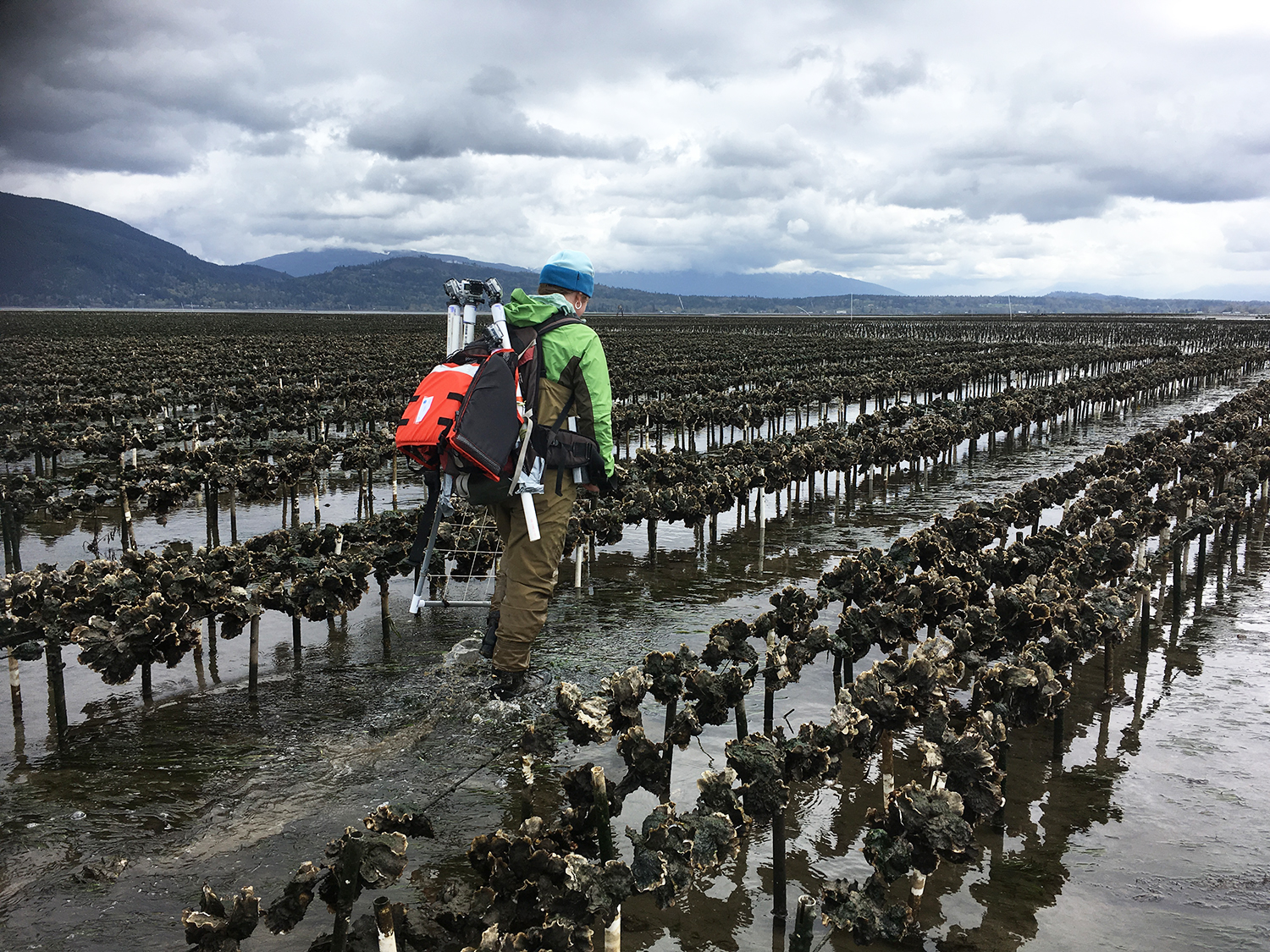 Oyster Harvesting