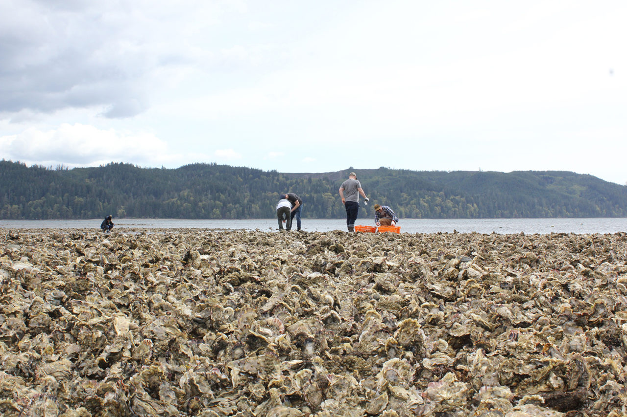 To protect sensitive habitat, oyster farms turn to high-tech tools ...