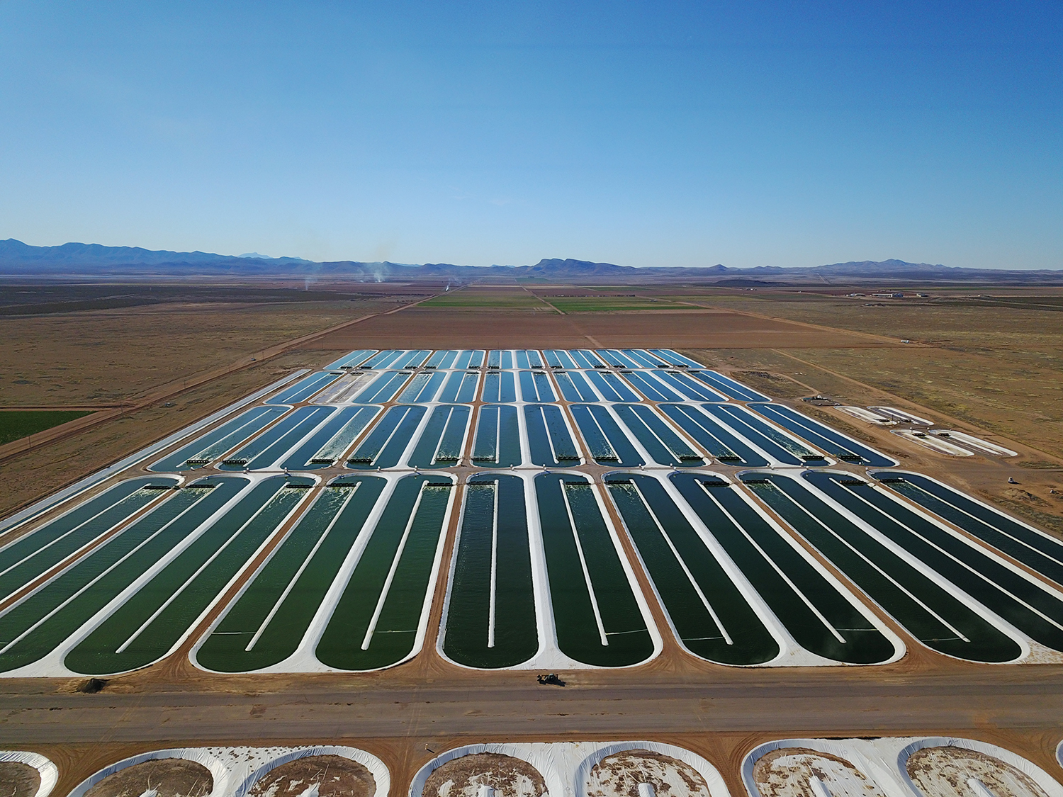 Algae Biofuel Open Pond