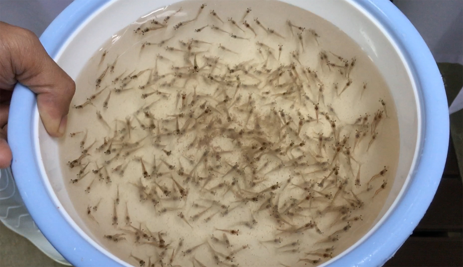 Challenging Pacific white postlarvae with AHPND - Responsible Seafood ...