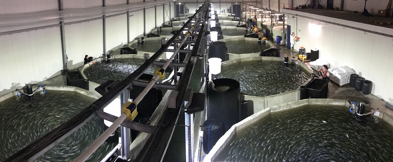 Is RAS the game-changer that Europe's aquaculture sector needs ...