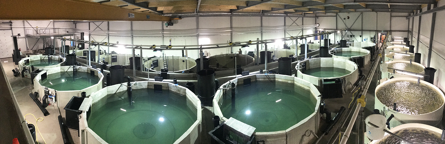 Is RAS the game-changer that Europe's aquaculture sector needs ...