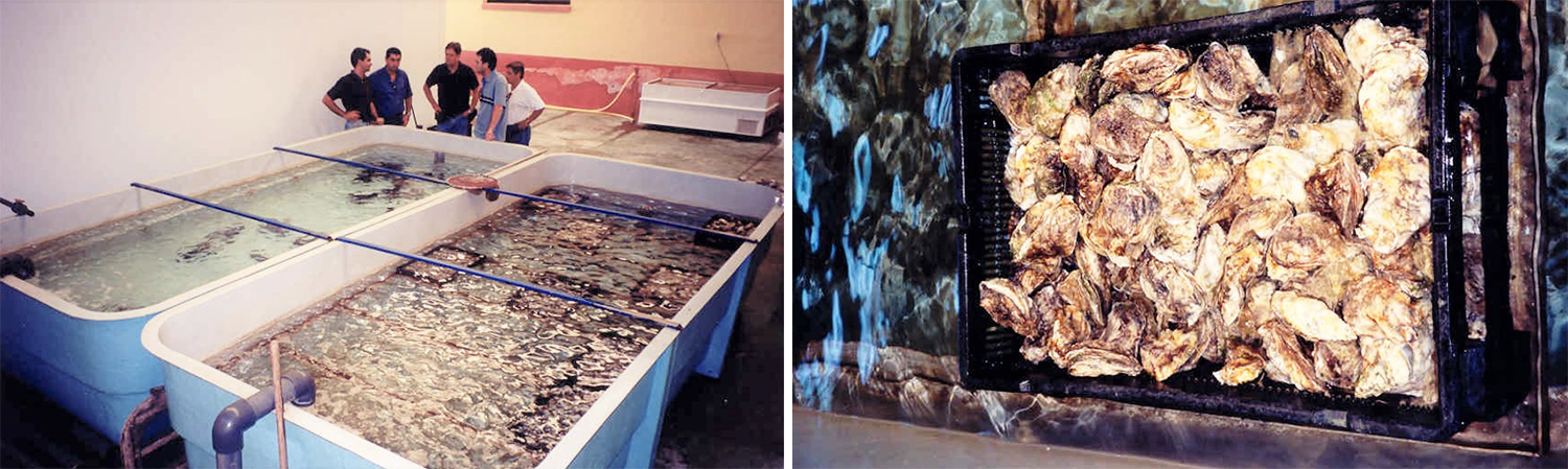 A model for estimating pathogen variability in shellfish - Responsible ...