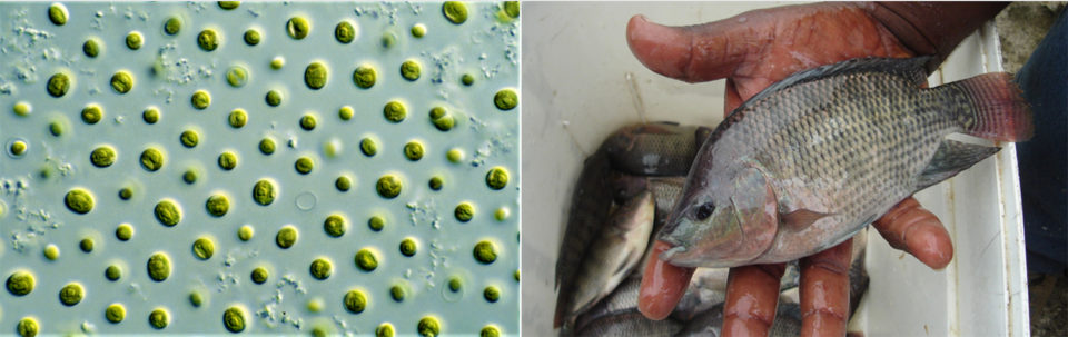 Towards sustainable aquafeeds: Evaluating fishmeal substitution ...