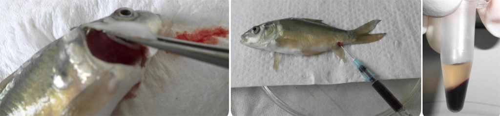 Preventing high ammonia-induced toxicity in cultured fish - Responsible ...