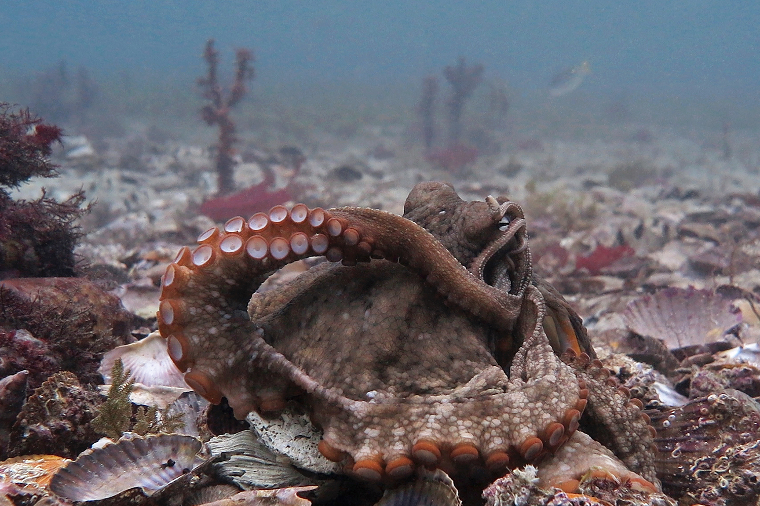 Octopus aquaculture – unethical or the next Big Thing? - Responsible ...