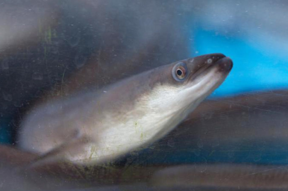 Trans-omics evaluation of cultured and wild female Japanese eels ...