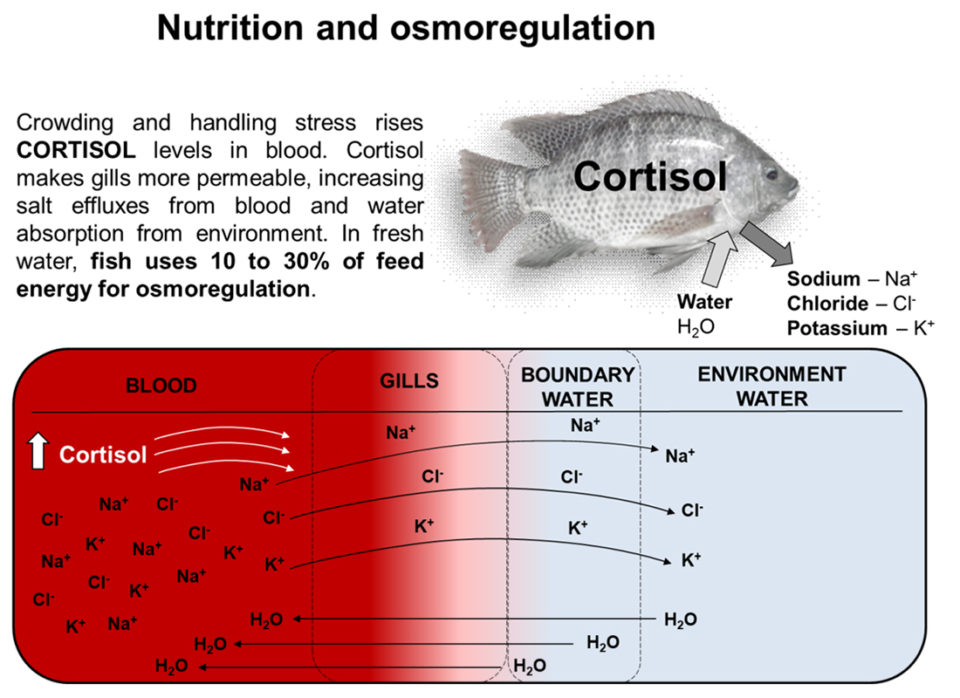 Advances in tilapia nutrition, part 1 - Responsible Seafood Advocate