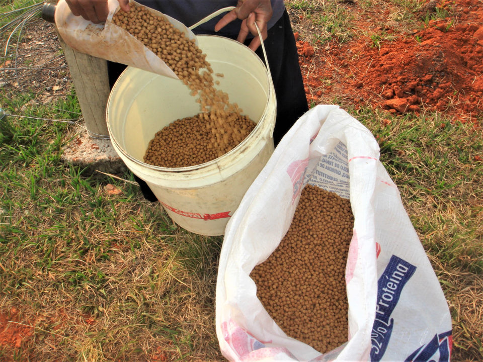 Advances in tilapia nutrition, part 2 - Responsible Seafood Advocate