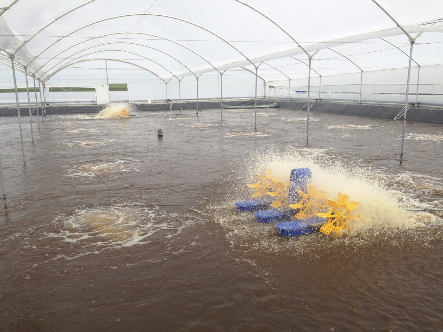 Resistance and resilience of small-scale RAS - Responsible Seafood Advocate