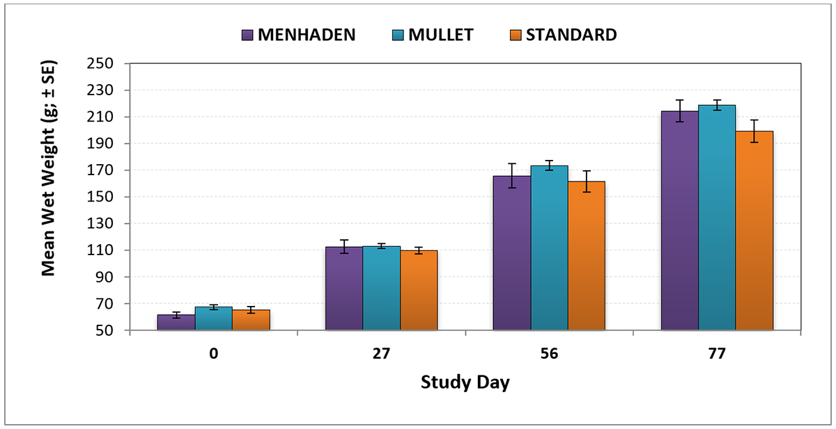 Mullet-based diets show promise as aquafeed ingredient - Responsible ...