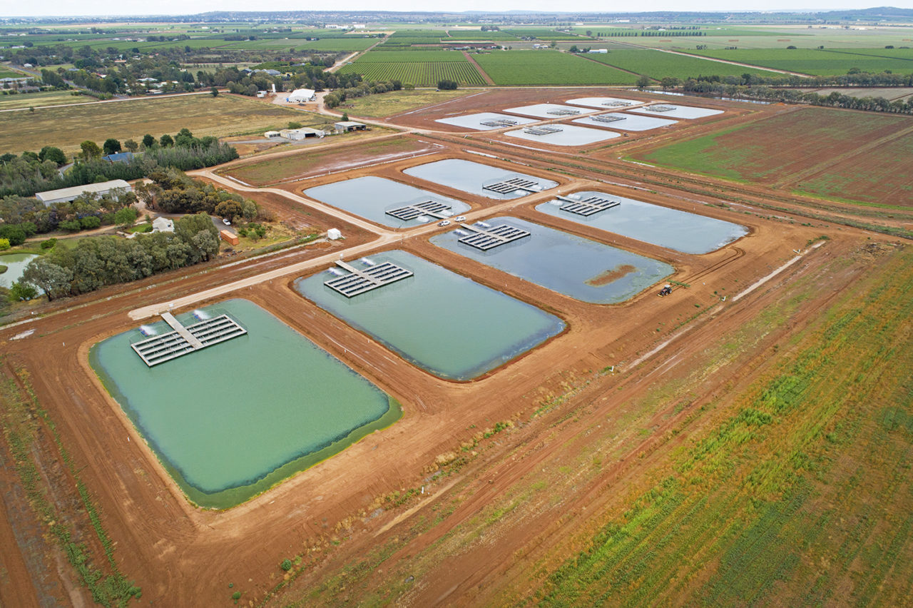 Newcomer Murray Cod makes Australia’s most-wanted list - Responsible ...