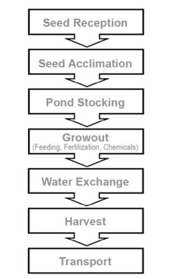HACCP implementation at shrimp farms - Responsible Seafood Advocate