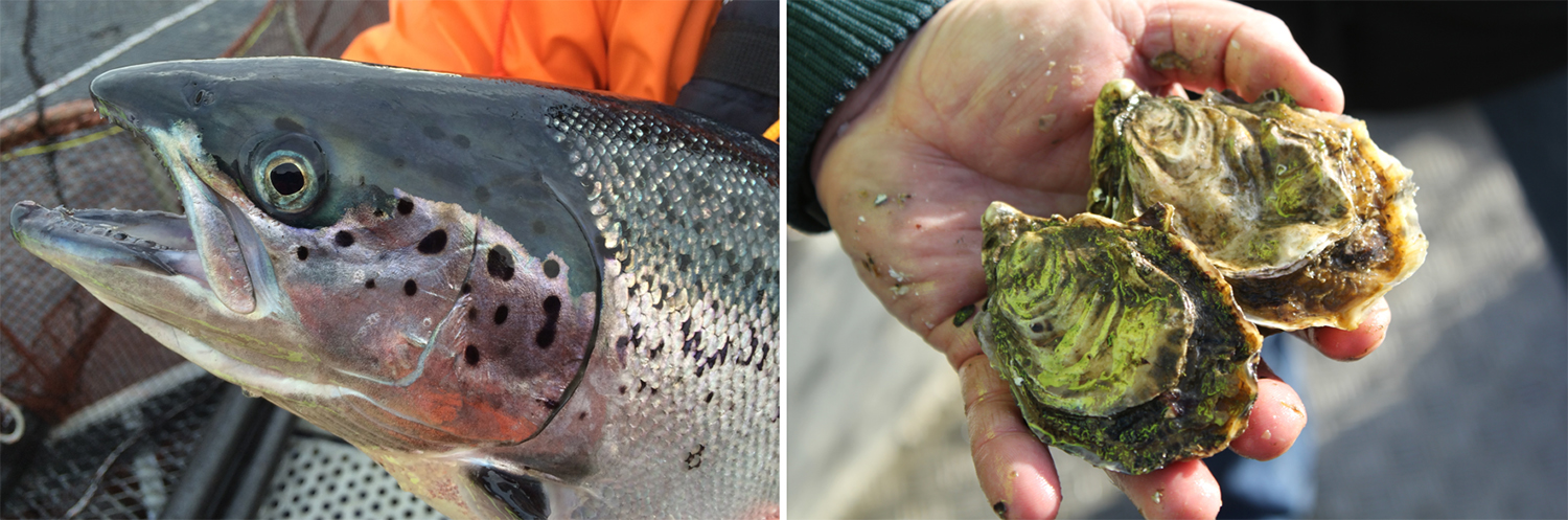 Genome editing: Potential to improve aquaculture breeding, production ...