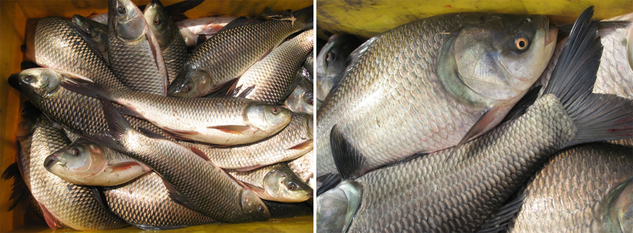 The fish farming industry of India - Responsible Seafood Advocate