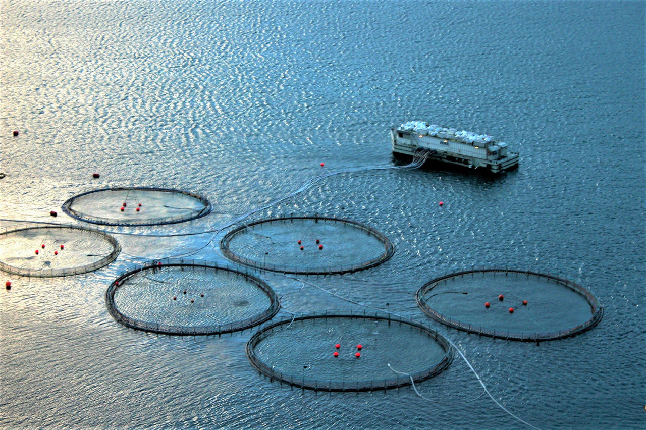 Precision fish farming: A new framework to improve aquaculture, Part 2 ...