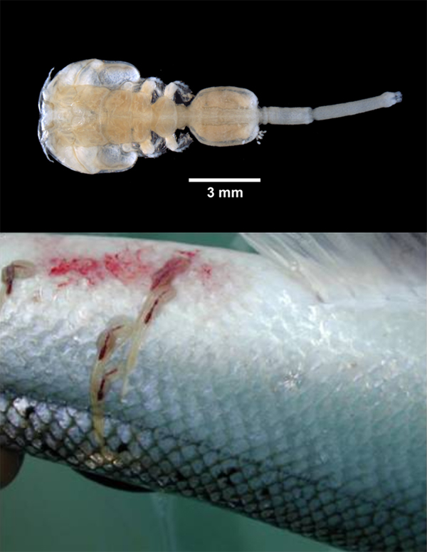 Precision fish farming: A new framework to improve aquaculture, Part 2 ...