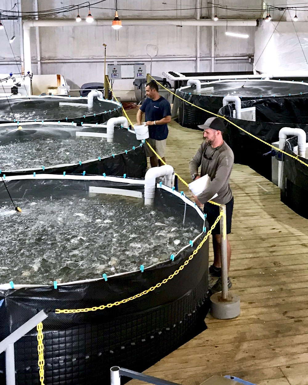 Full speed ahead for Florida pompano RAS farm - Responsible Seafood ...