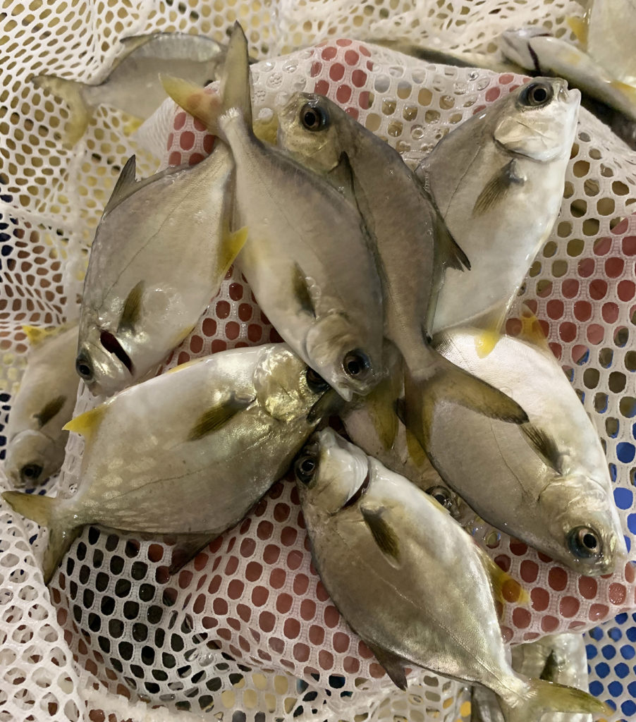 Full speed ahead for Florida pompano RAS farm - Responsible Seafood ...