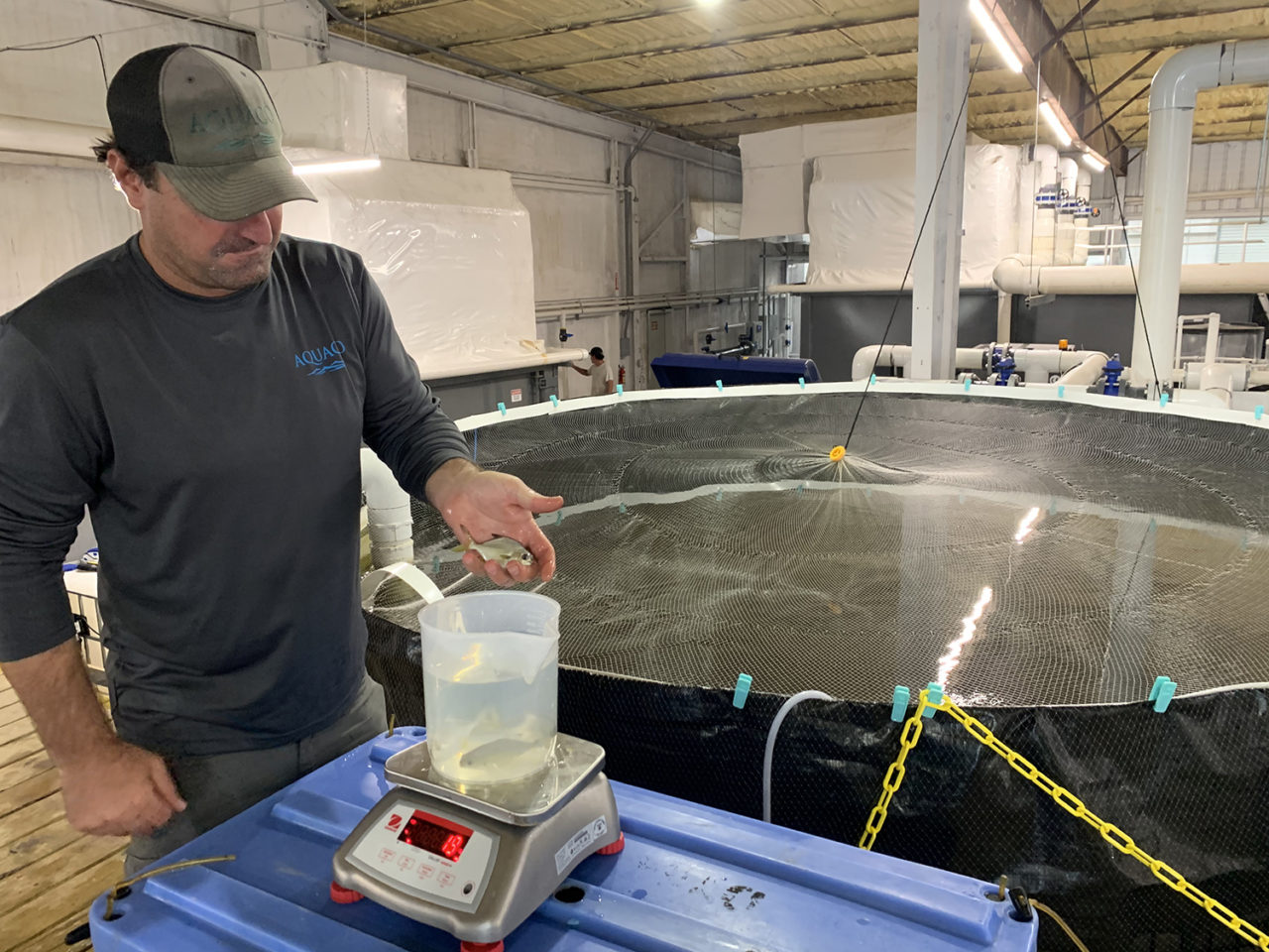 Full speed ahead for Florida pompano RAS farm - Responsible Seafood ...