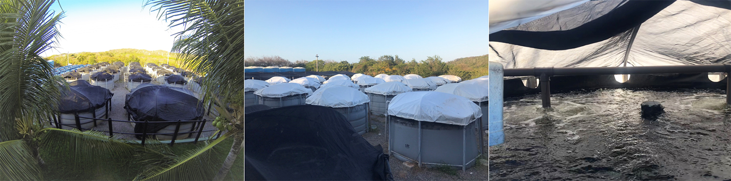 Culture of Pacific white shrimp juveniles in super-intensive conditions ...