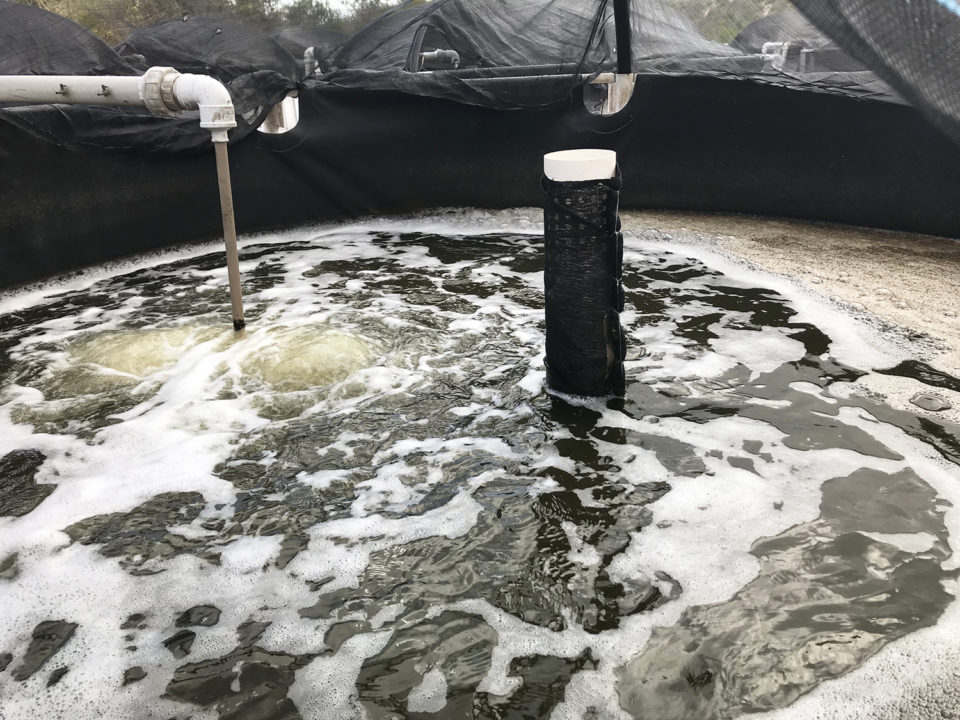 Culture of Pacific white shrimp juveniles in super-intensive conditions ...