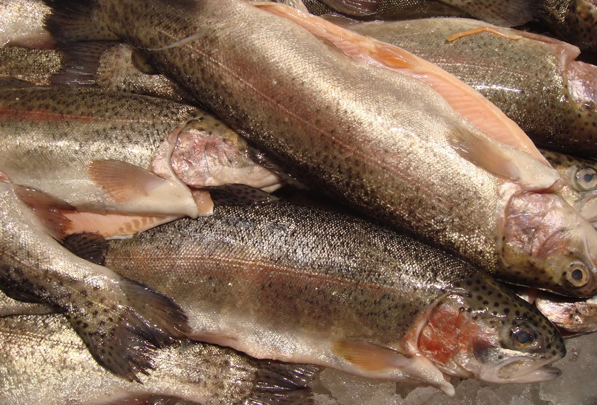Quantifying temporal changes of selected fatty acids in fish ...