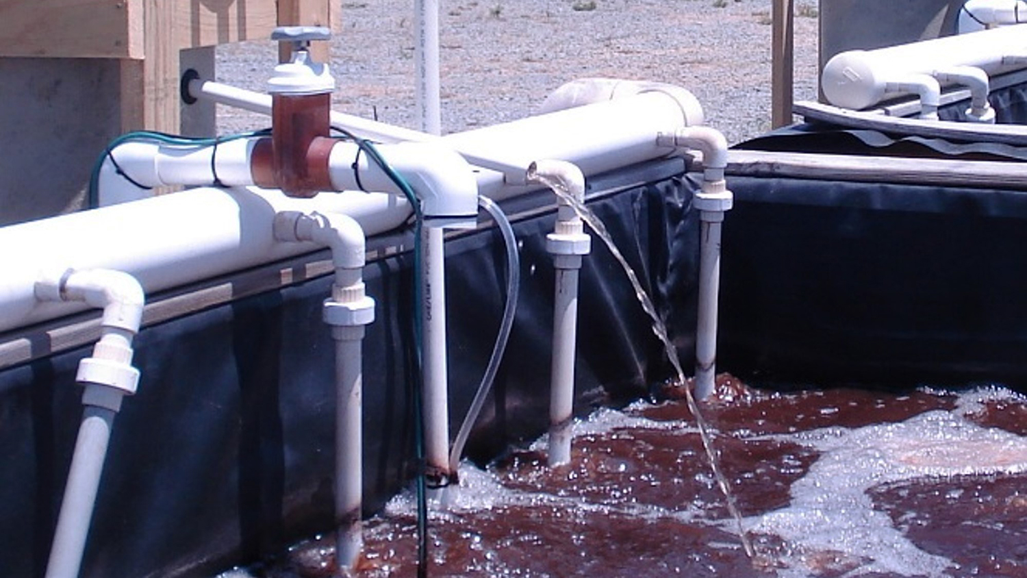 Channel catfish production in biofloc technology systems - Responsible ...