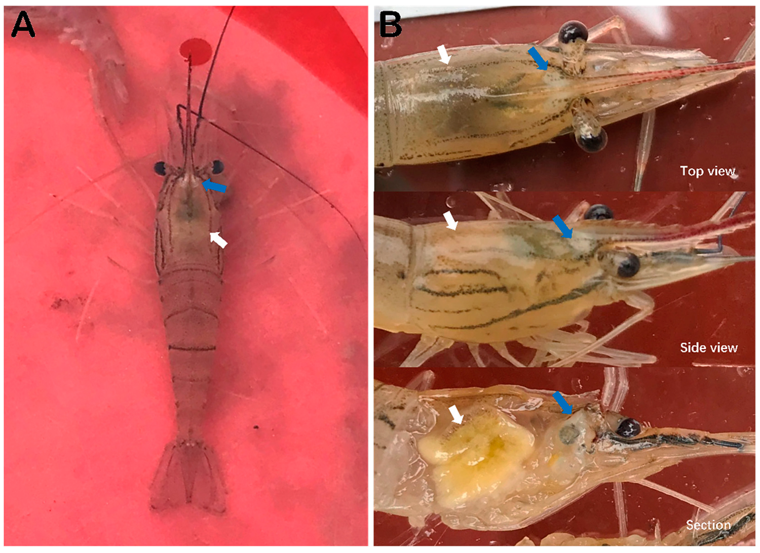 First report and description of Decapod Iridescent Virus-1 in giant ...