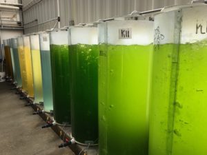 Making algae can get expensive. Innovations aim to bring costs down ...