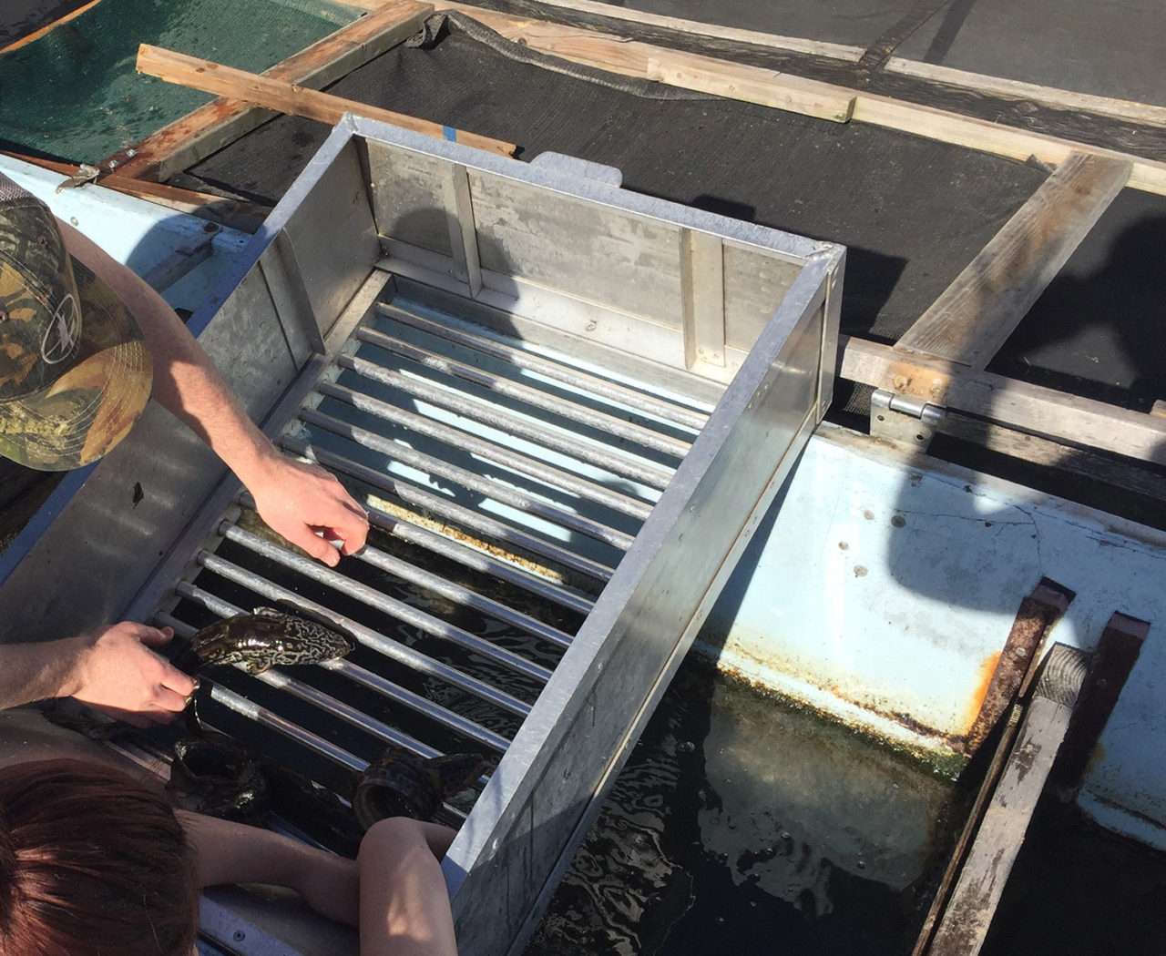 Burbot conservation effort spawns commercial aspirations - Responsible ...