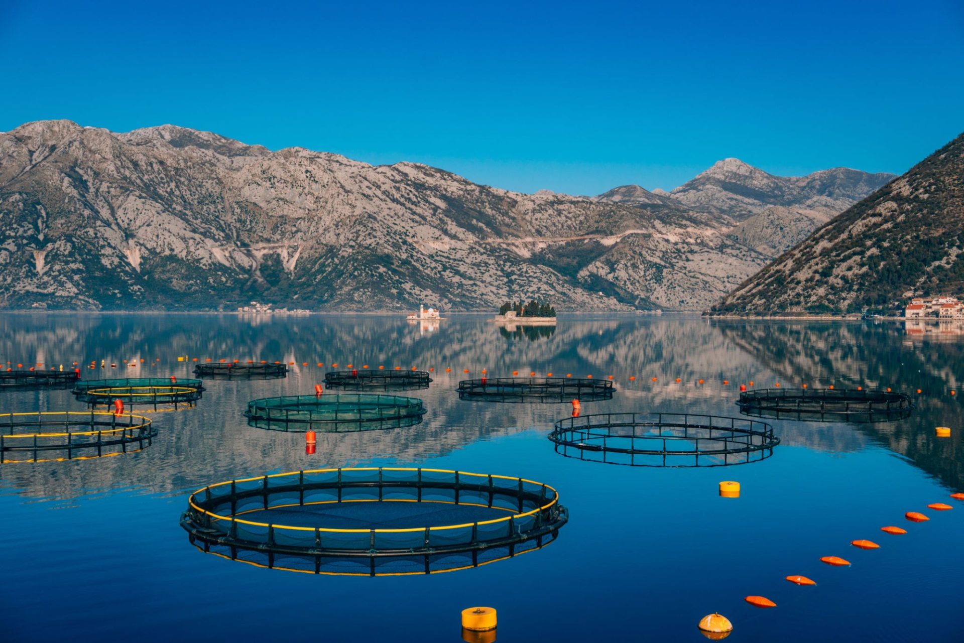 Responsible Production and Consumption of Farmed Seafood
