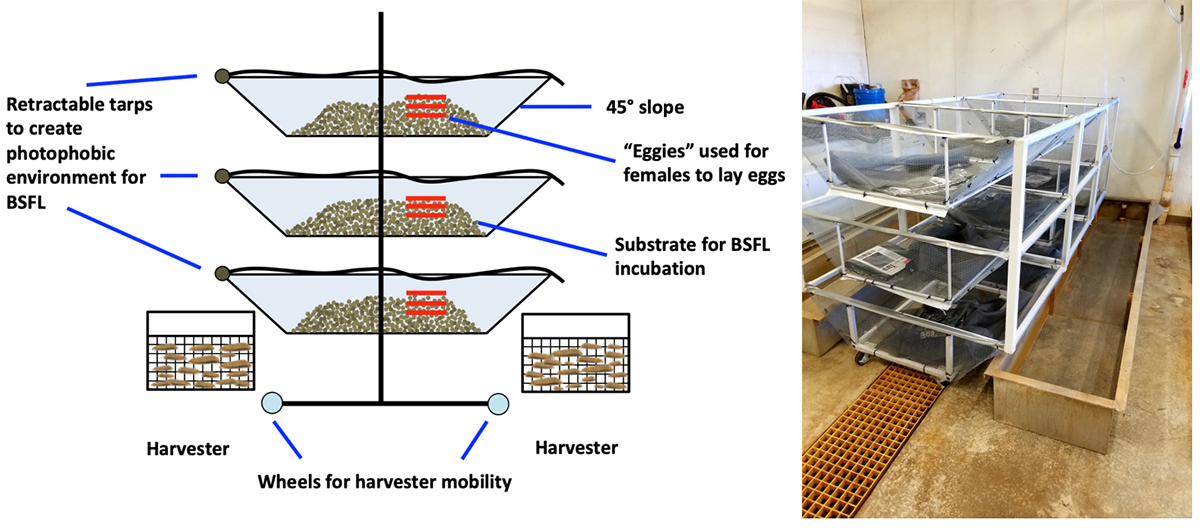 Black soldier fly larval production in a stacked production system ...