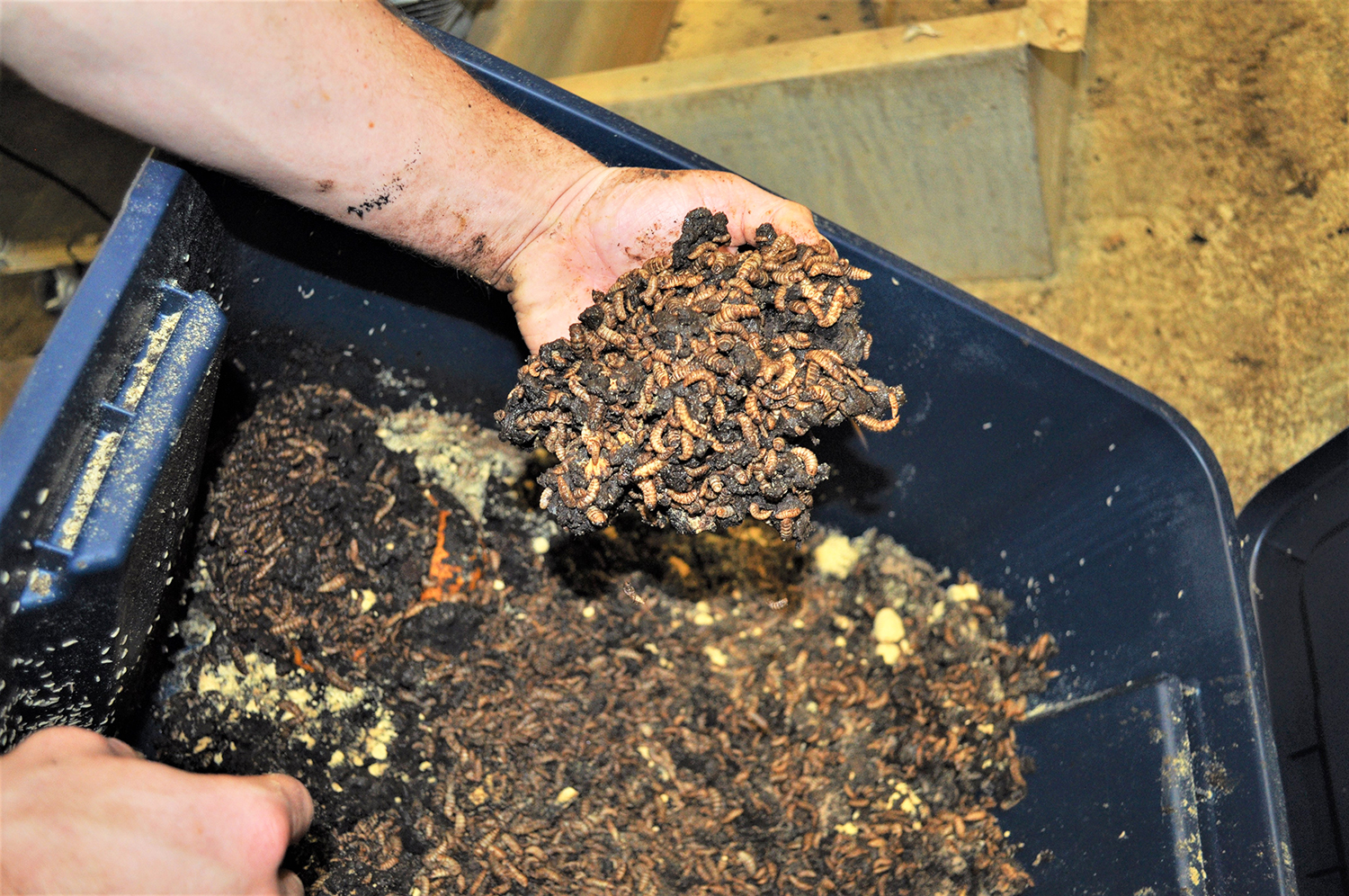 Black soldier fly larval production in a stacked production system ...