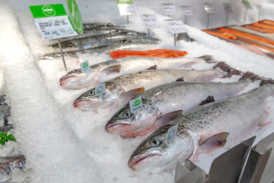 A salmon farm in Dubai, because of course - Responsible Seafood Advocate