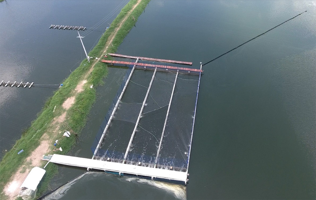 Primer ensayo de cultivo de tilapia del Nilo vacunada en IPRS en ...