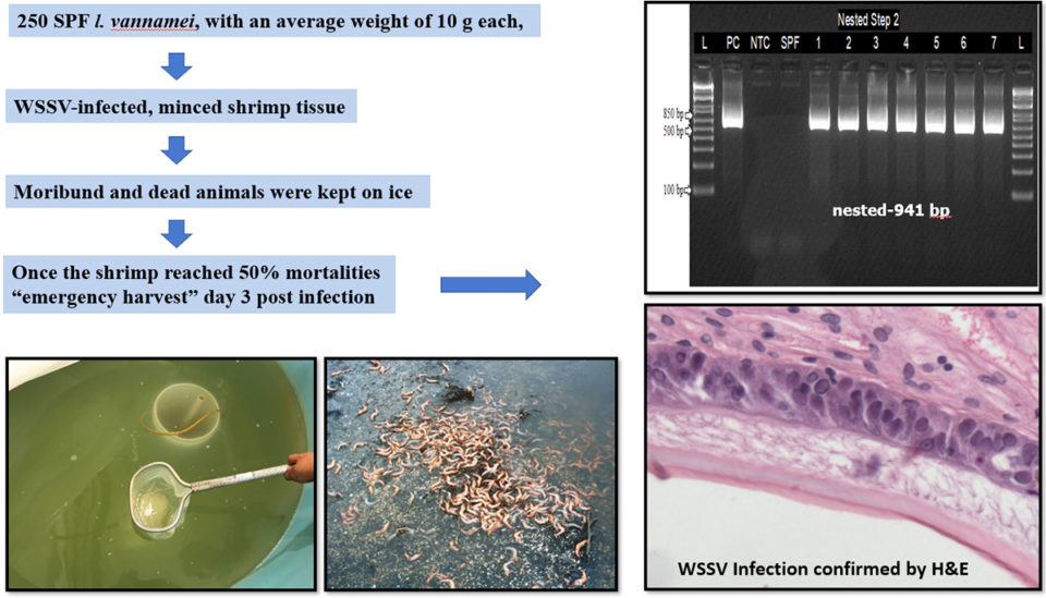 Assessment of transmission risk in cooked, WSSV-infected shrimp ...