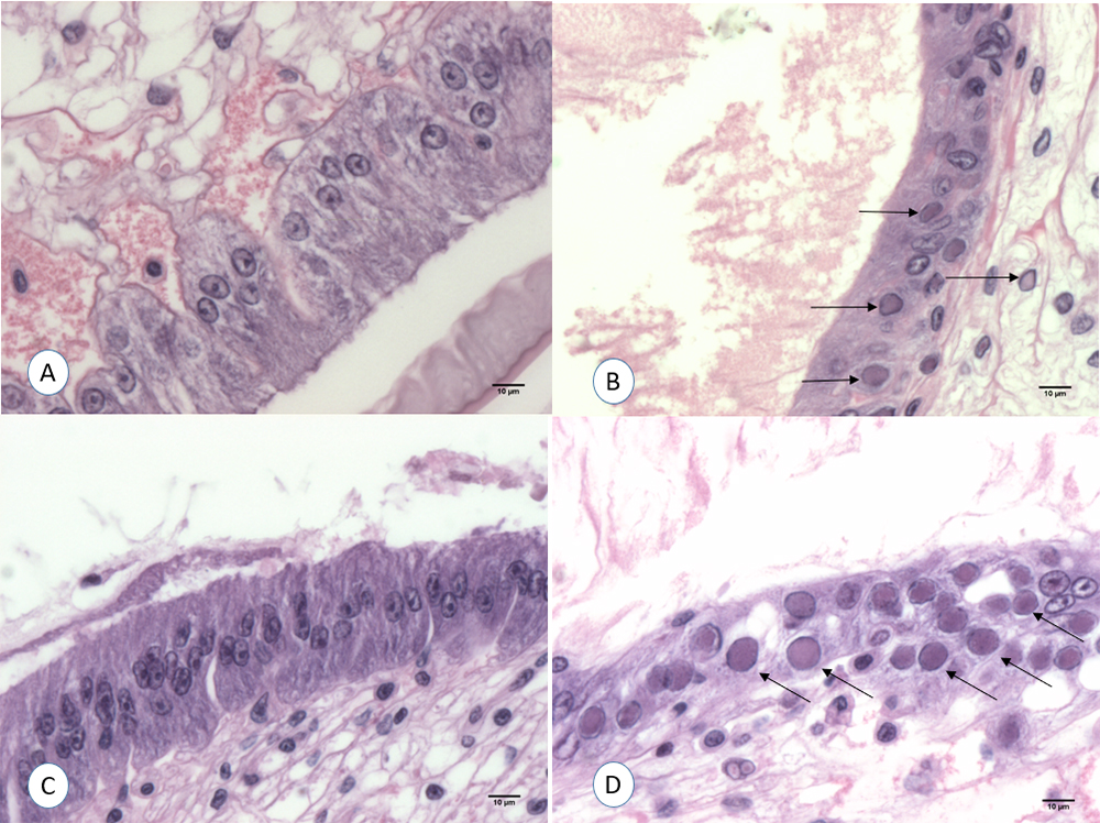 Assessment of transmission risk in cooked, WSSV-infected shrimp ...